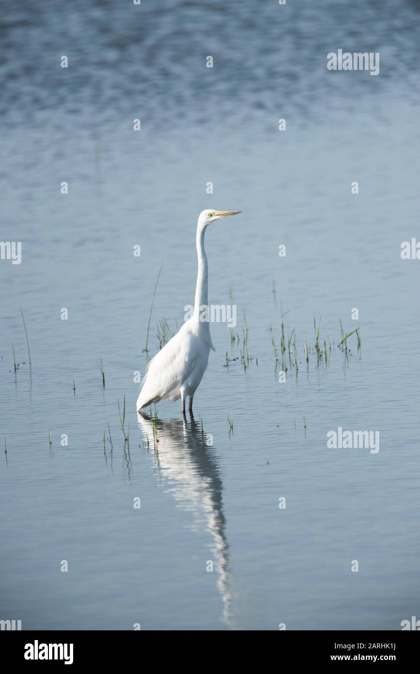 Egret shape hi-res stock photography and images - Alamy