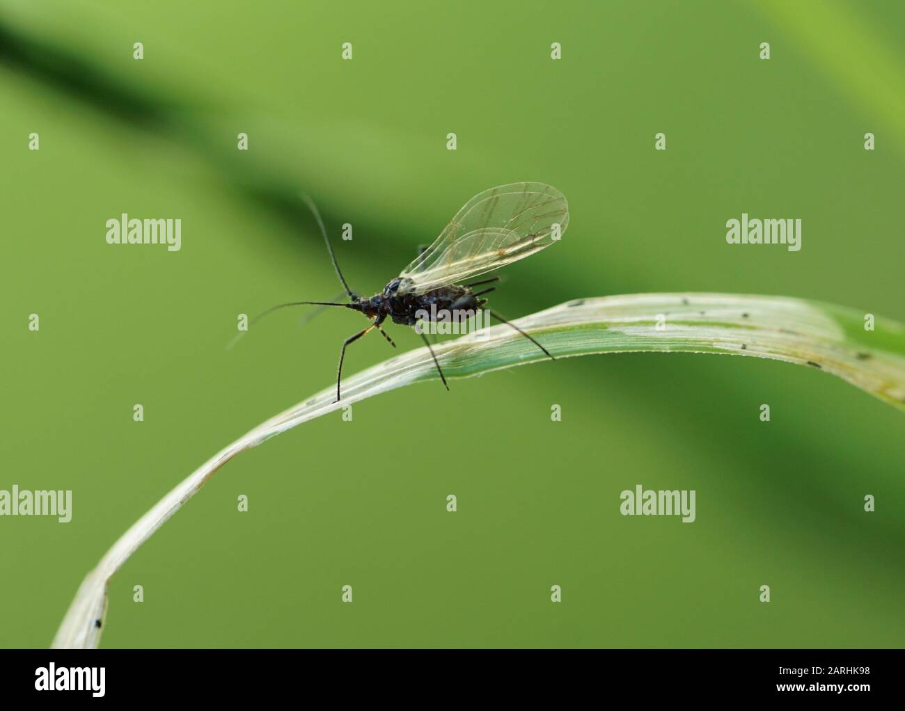 Gnat macro hi-res stock photography and images - Alamy