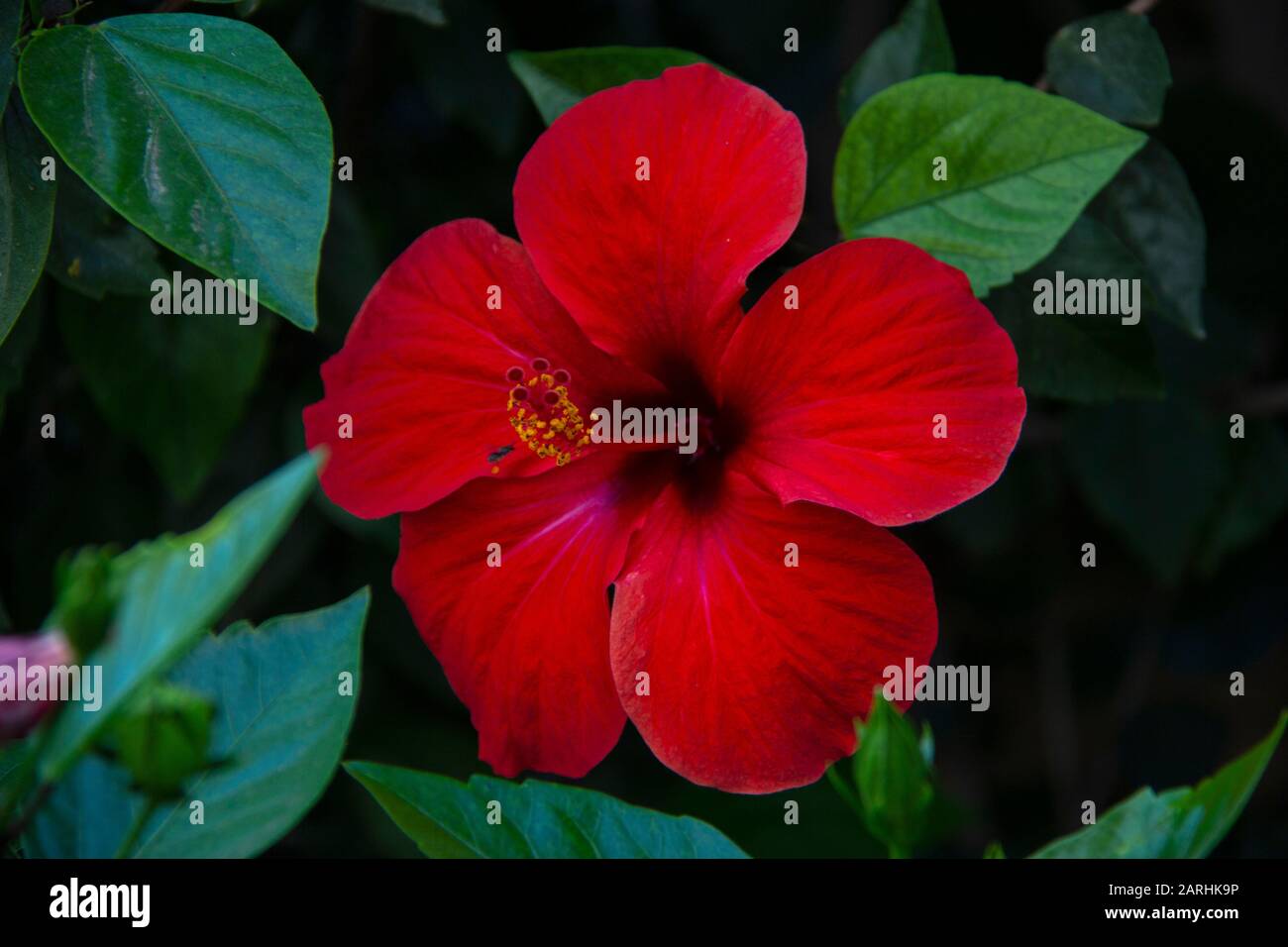 Flower gardens red plants hi-res stock photography and images - Alamy