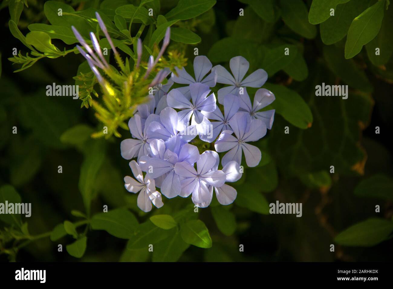 White flowers in shade hi-res stock photography and images - Alamy