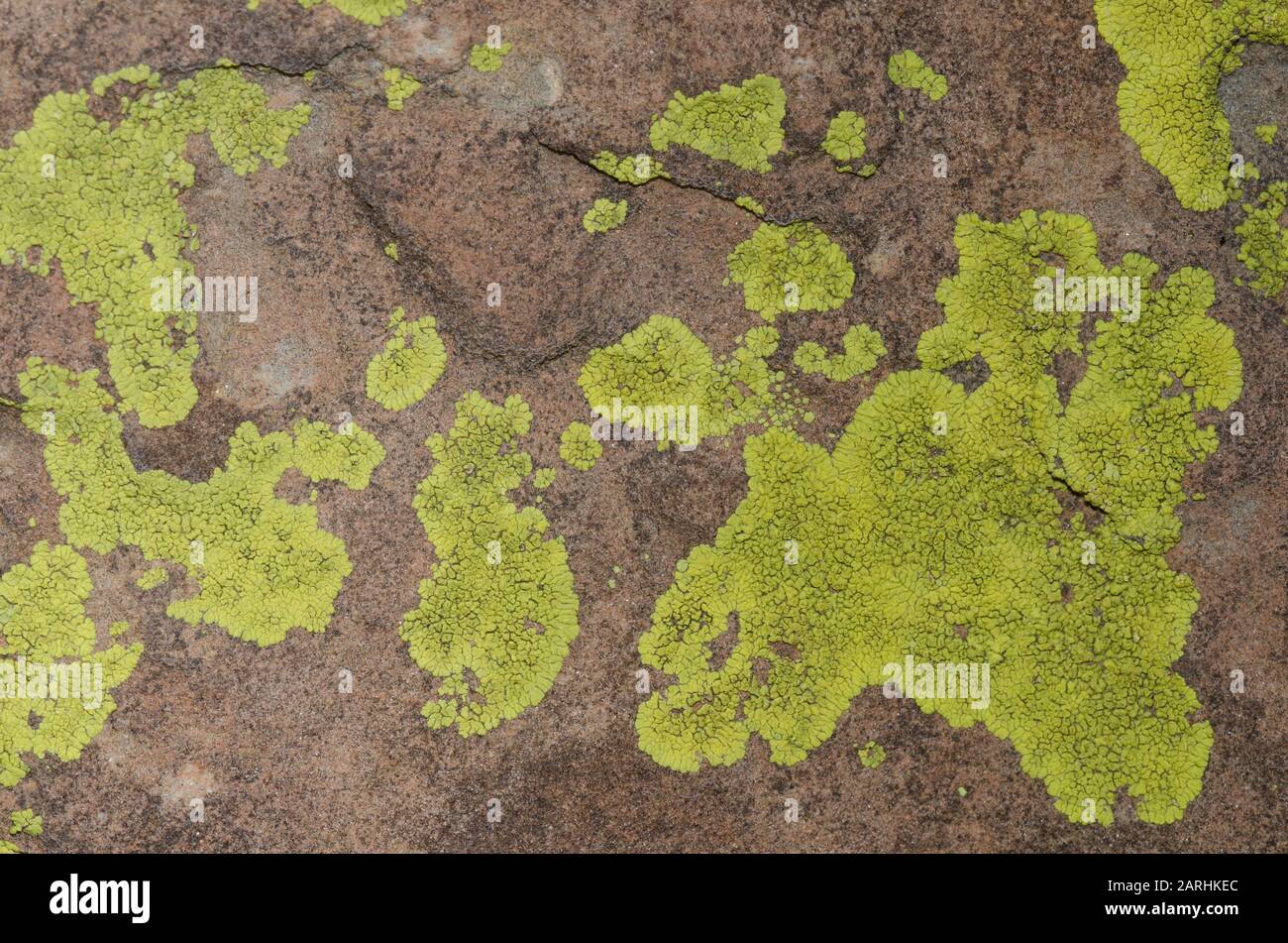 Lichen, Pleopsidium flavum Stock Photo - Alamy