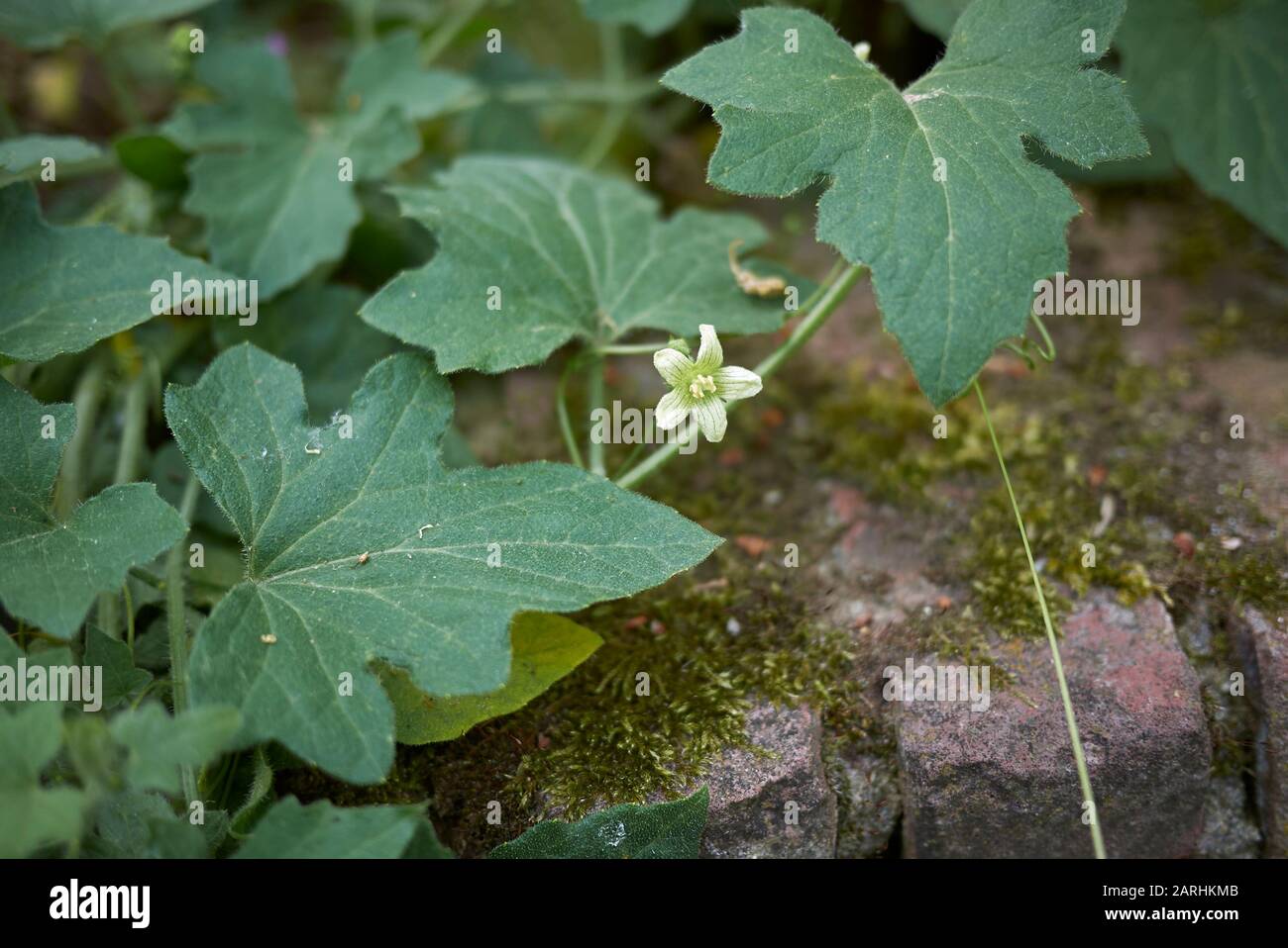 Bryony bryonia alba hi-res stock photography and images - Alamy