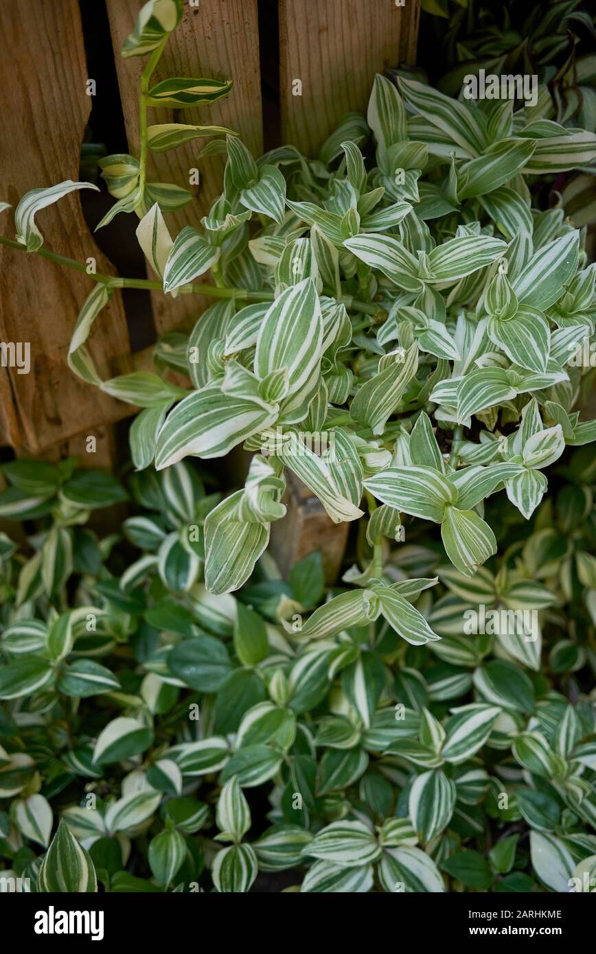 Callisia hi-res stock photography and images - Alamy