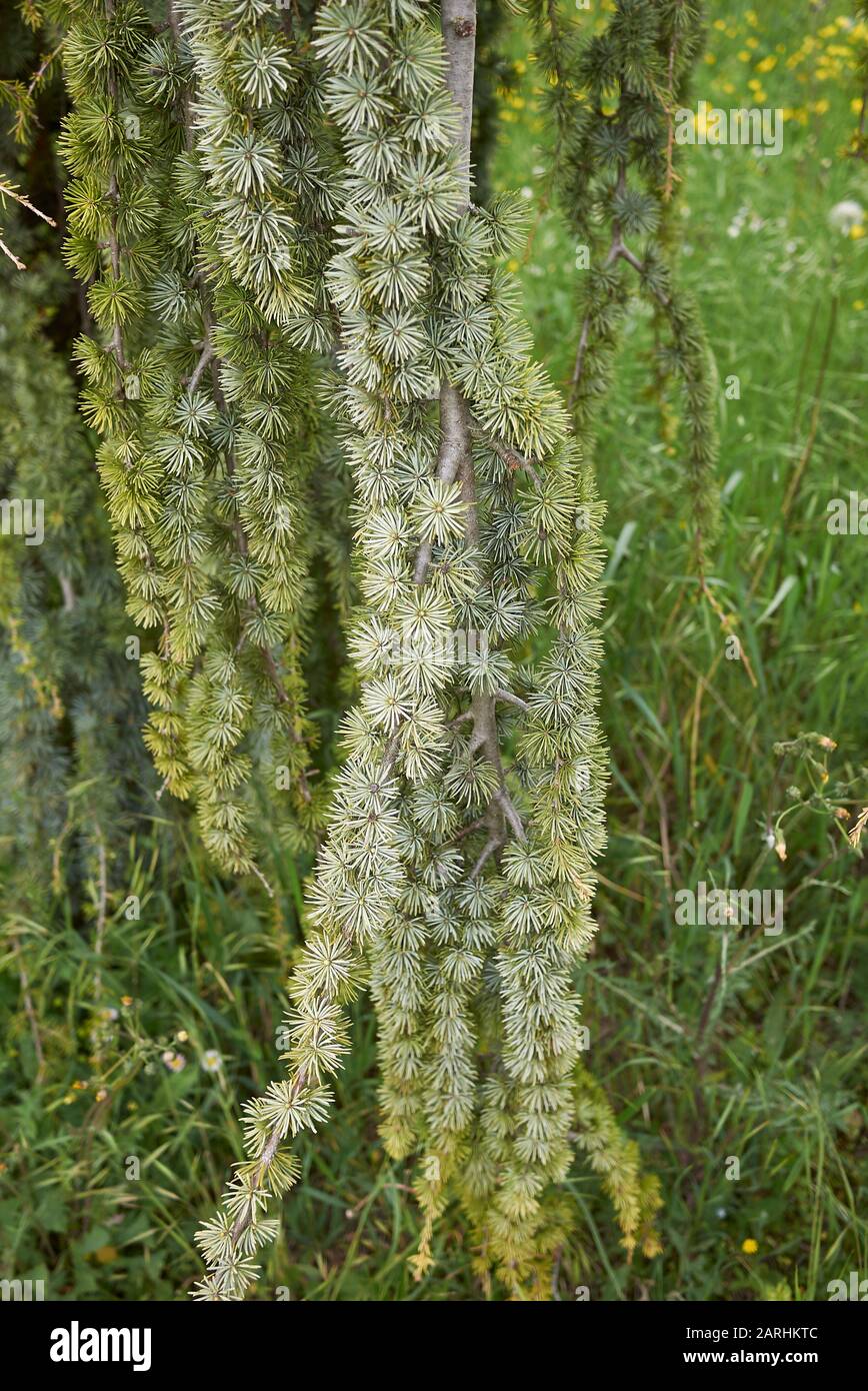 Cedrus atlantica glauca pendula tree Stock Photo - Alamy