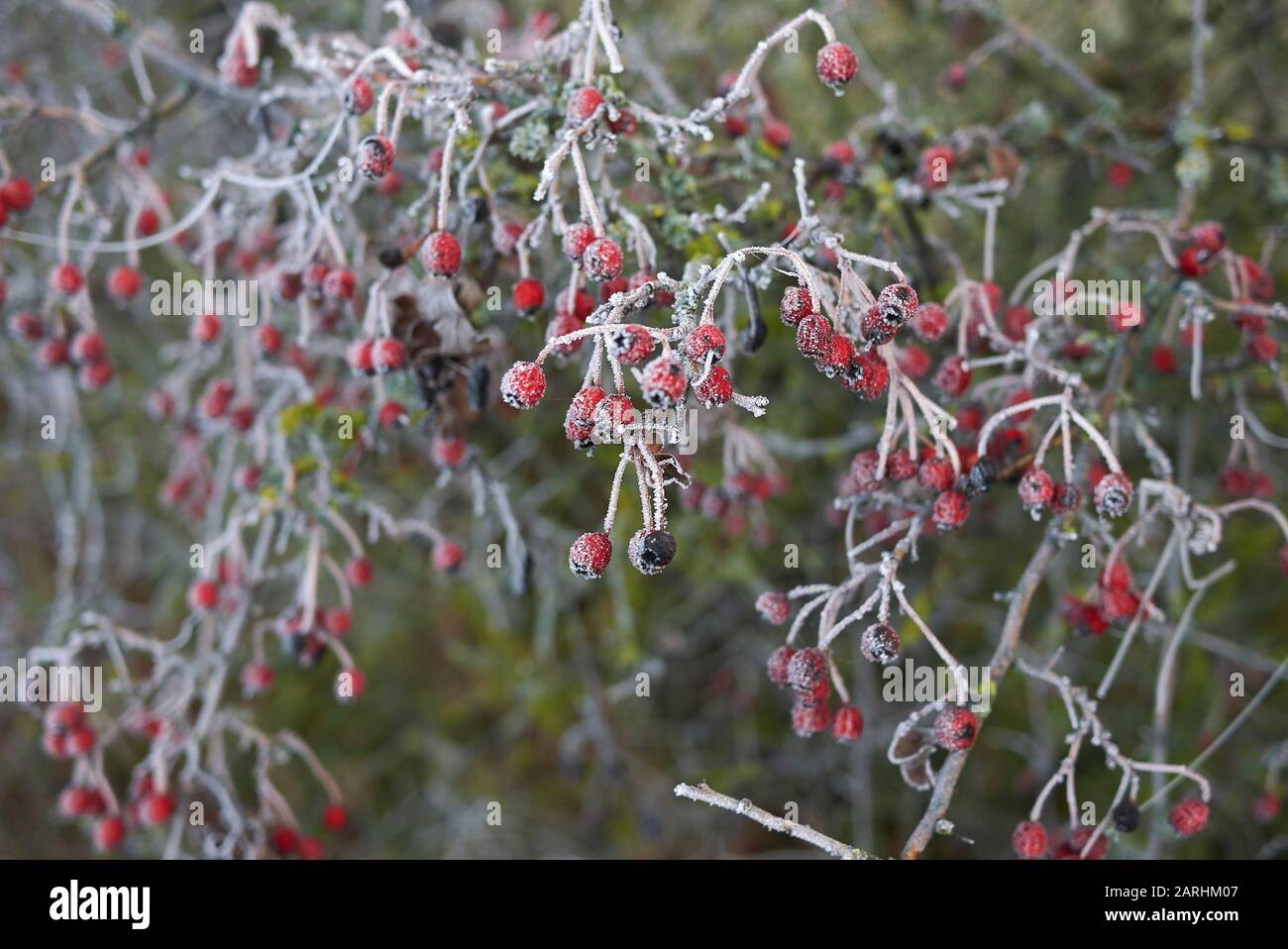 Crataegus monogyna shrub with frosted fruit Stock Photo - Alamy