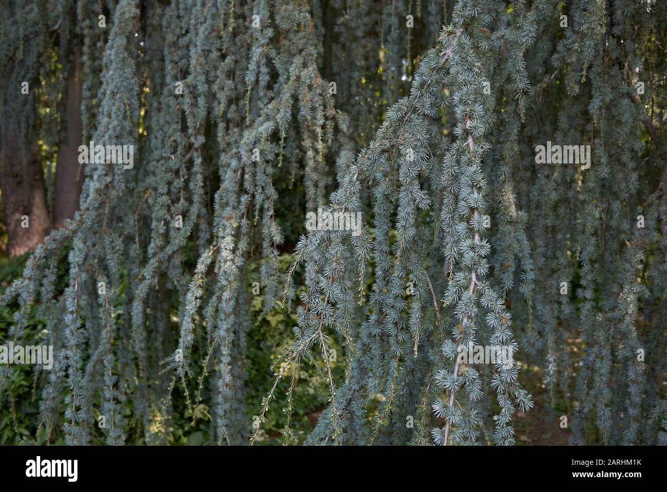 Cedrus atlantica glauca pendula tree Stock Photo - Alamy