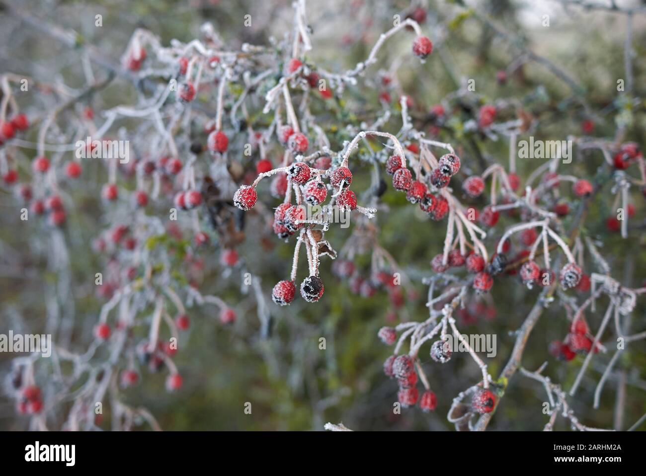 Crataegus monogyna shrub with frosted fruit Stock Photo - Alamy