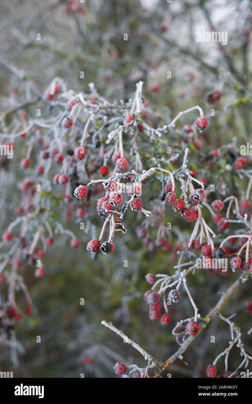 Crataegus monogyna shrub with frosted fruit Stock Photo - Alamy
