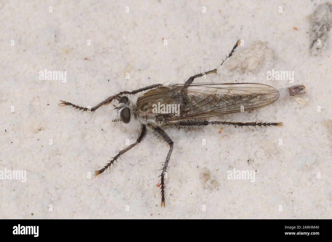 Sand fly hi-res stock photography and images - Alamy