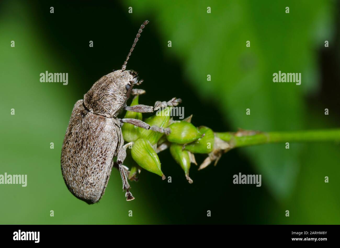 Leaf Beetle, Subfamily Eumolpinae Stock Photo - Alamy