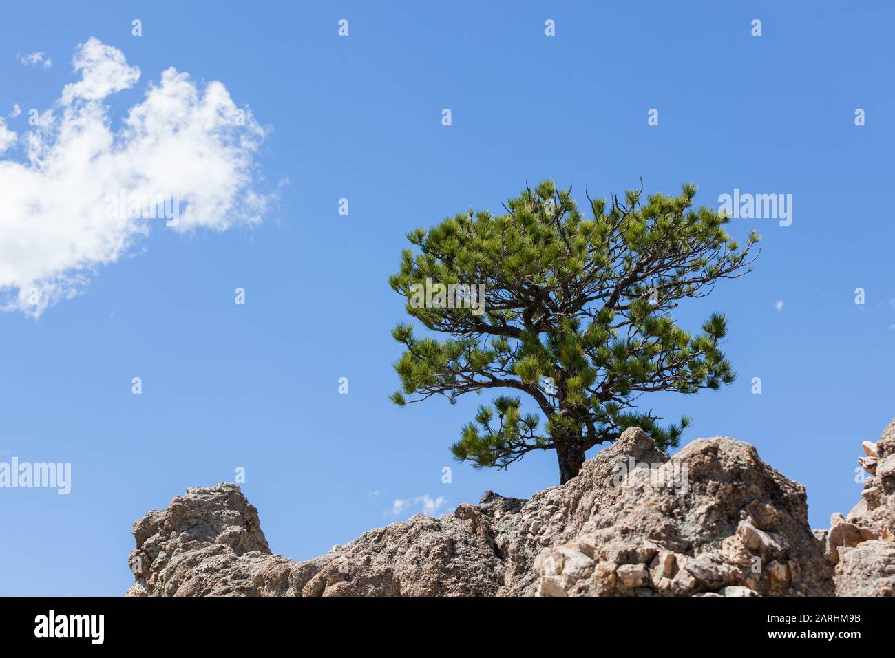 Pine tree growing out granite hi-res stock photography and images - Alamy