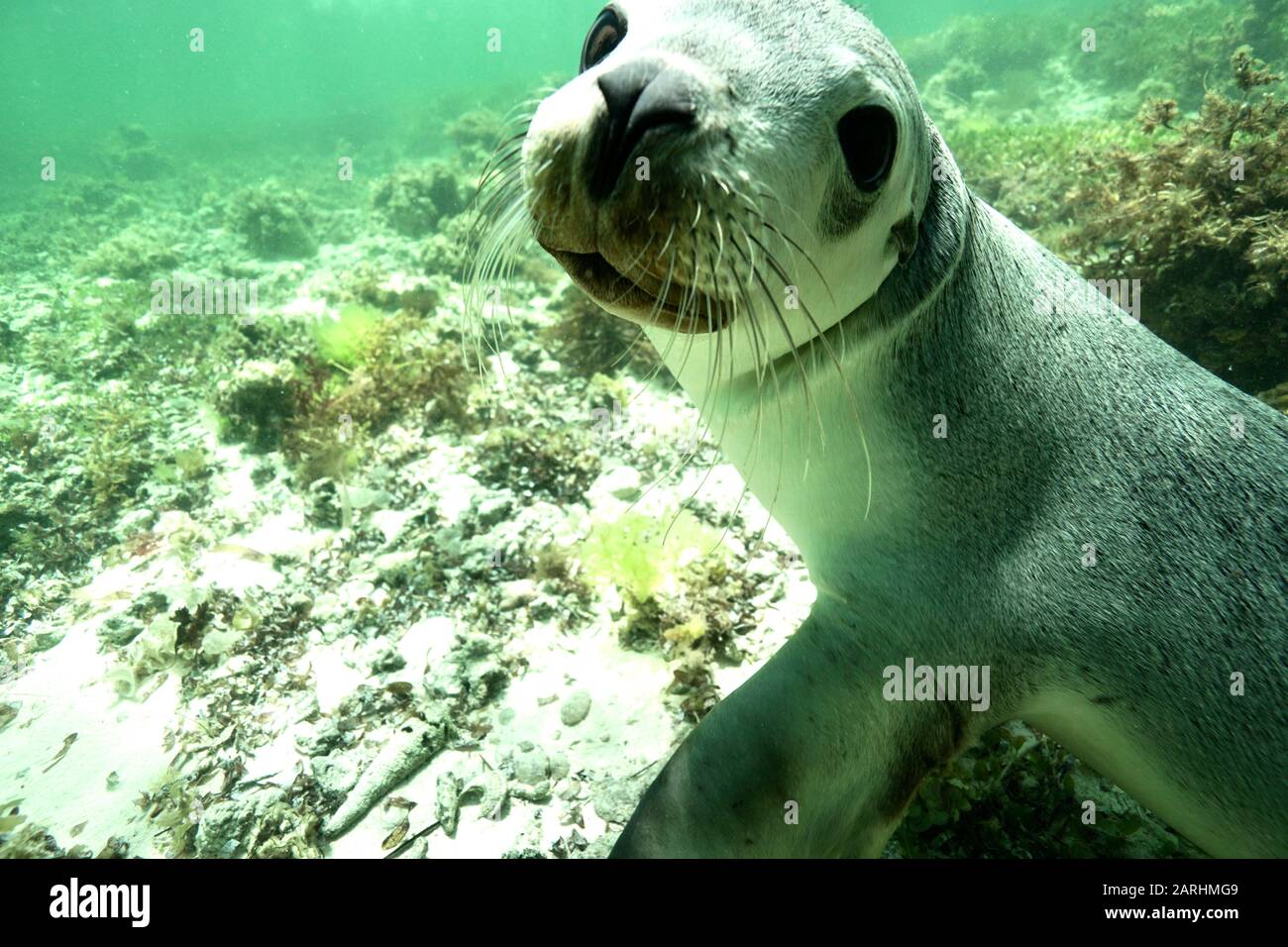 Sea Lion Smiles Stock Photo - Alamy