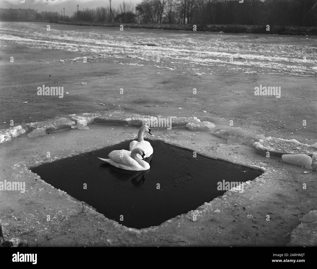 Habitat swans Black and White Stock Photos & Images - Alamy