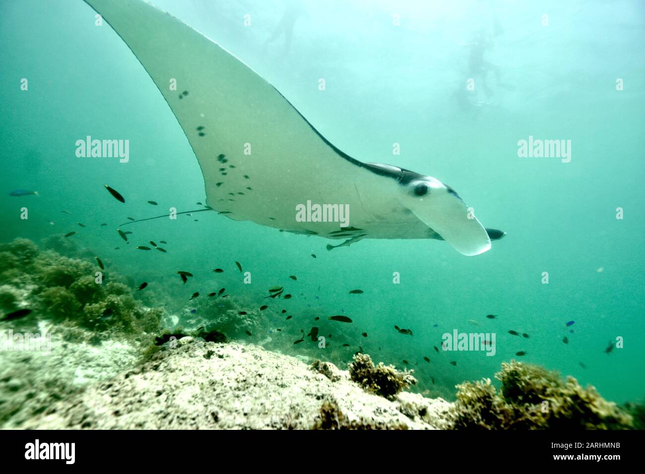 Marine megafauna hi-res stock photography and images - Alamy