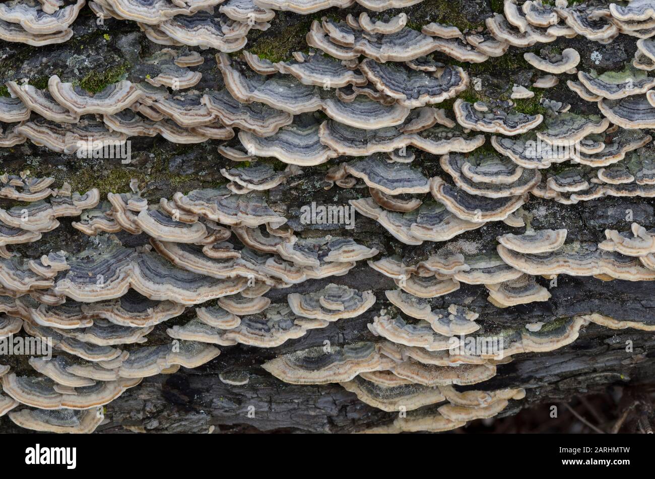 Turkey Tail Fungus, Trametes versicolor Stock Photo - Alamy
