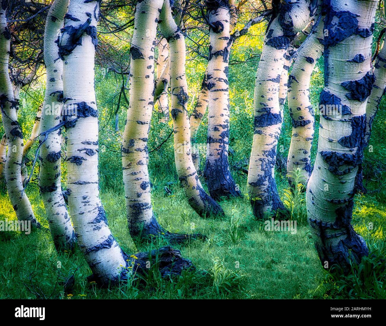 Twisted aspen hi-res stock photography and images - Alamy