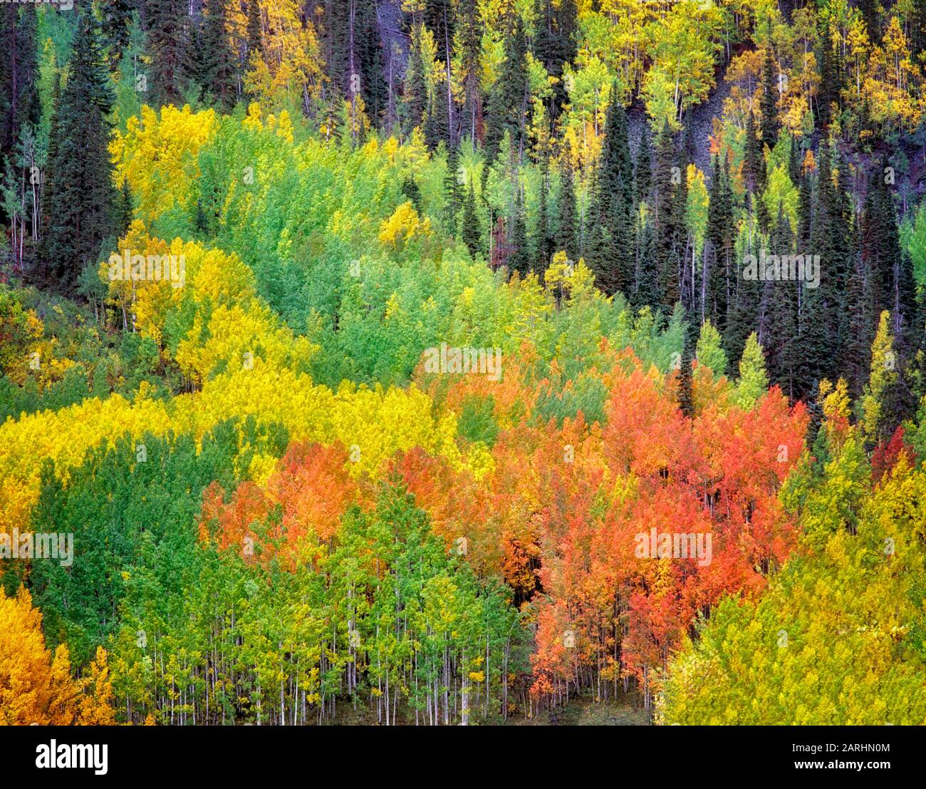 Red, yellow and green colored aspen trees in one grove. San Juan ...
