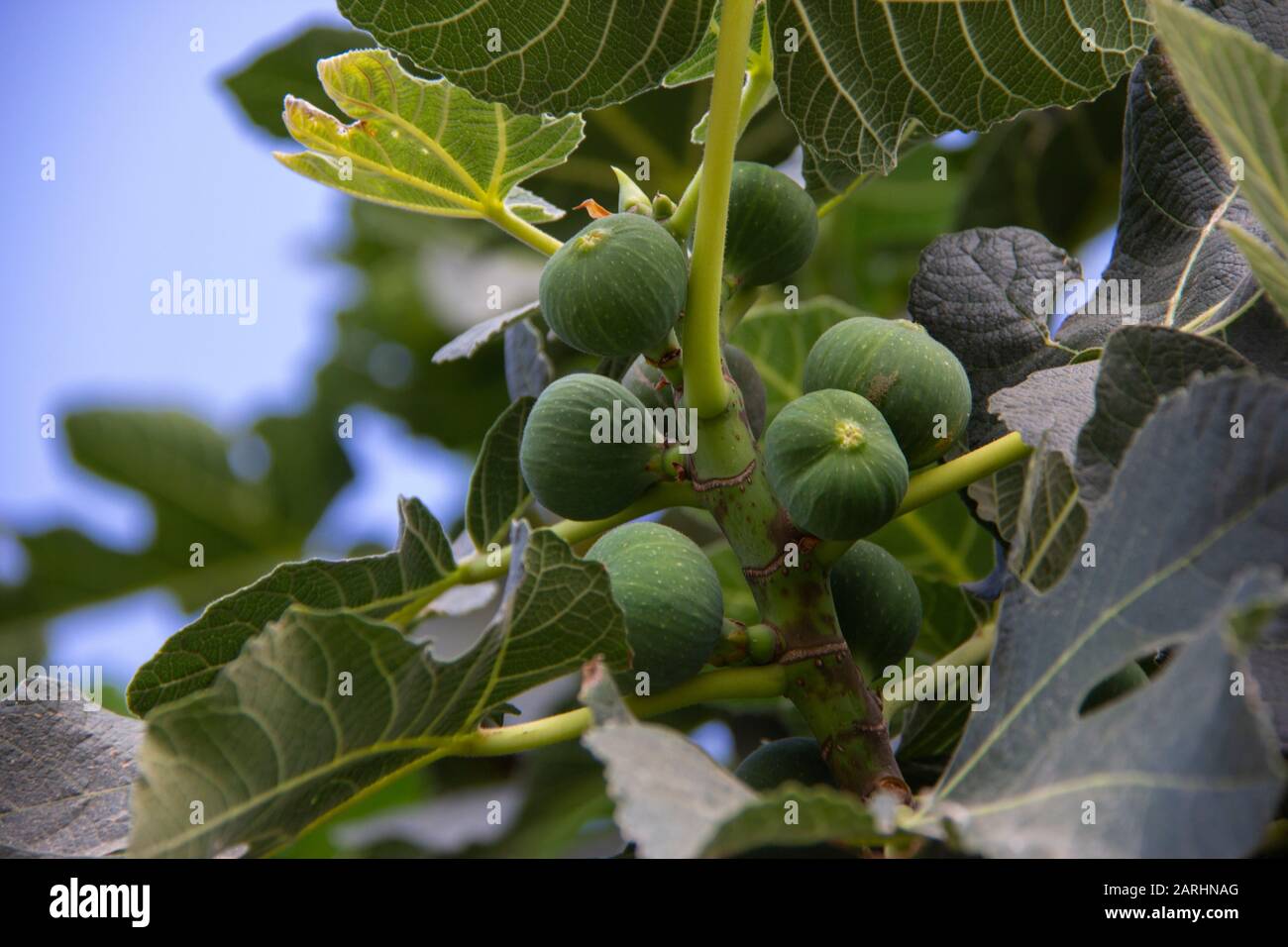 Fig tree fruit hi-res stock photography and images - Alamy