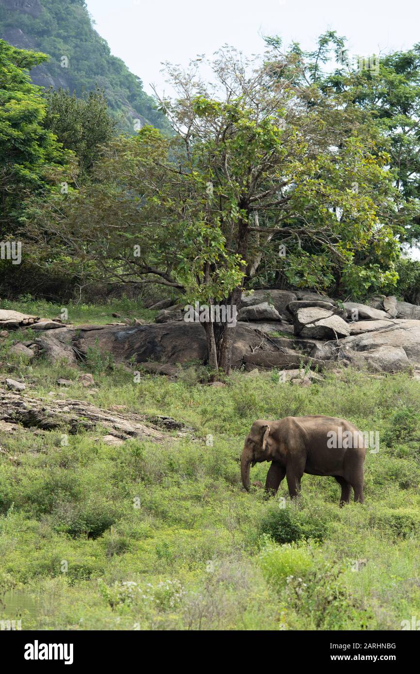 Sri Lankan Elephant, Elephas maximus maximus, Gal Oya National Park ...