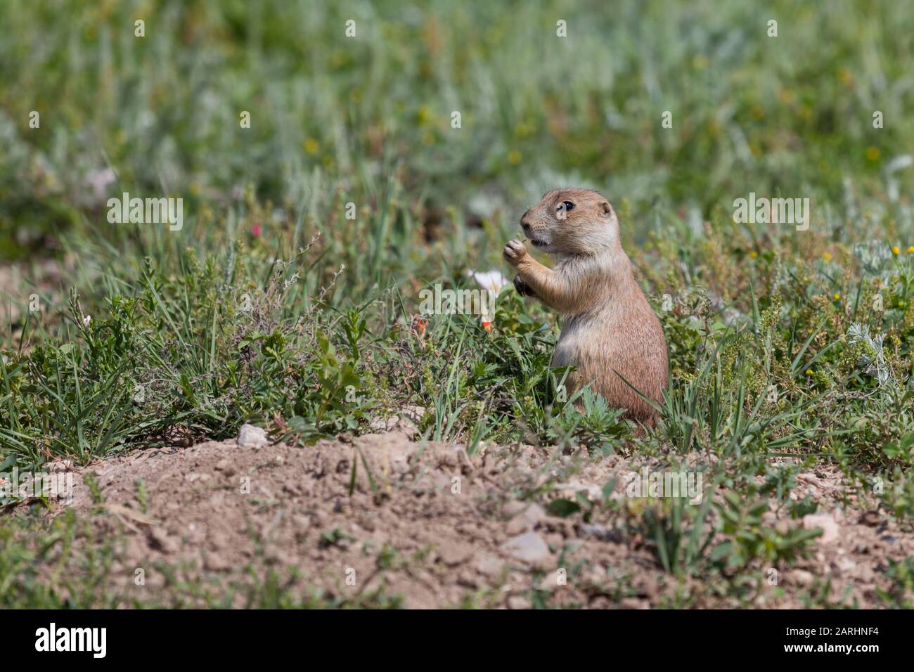 A young and healthy prairie dog sitting up on its hind quarters and ...