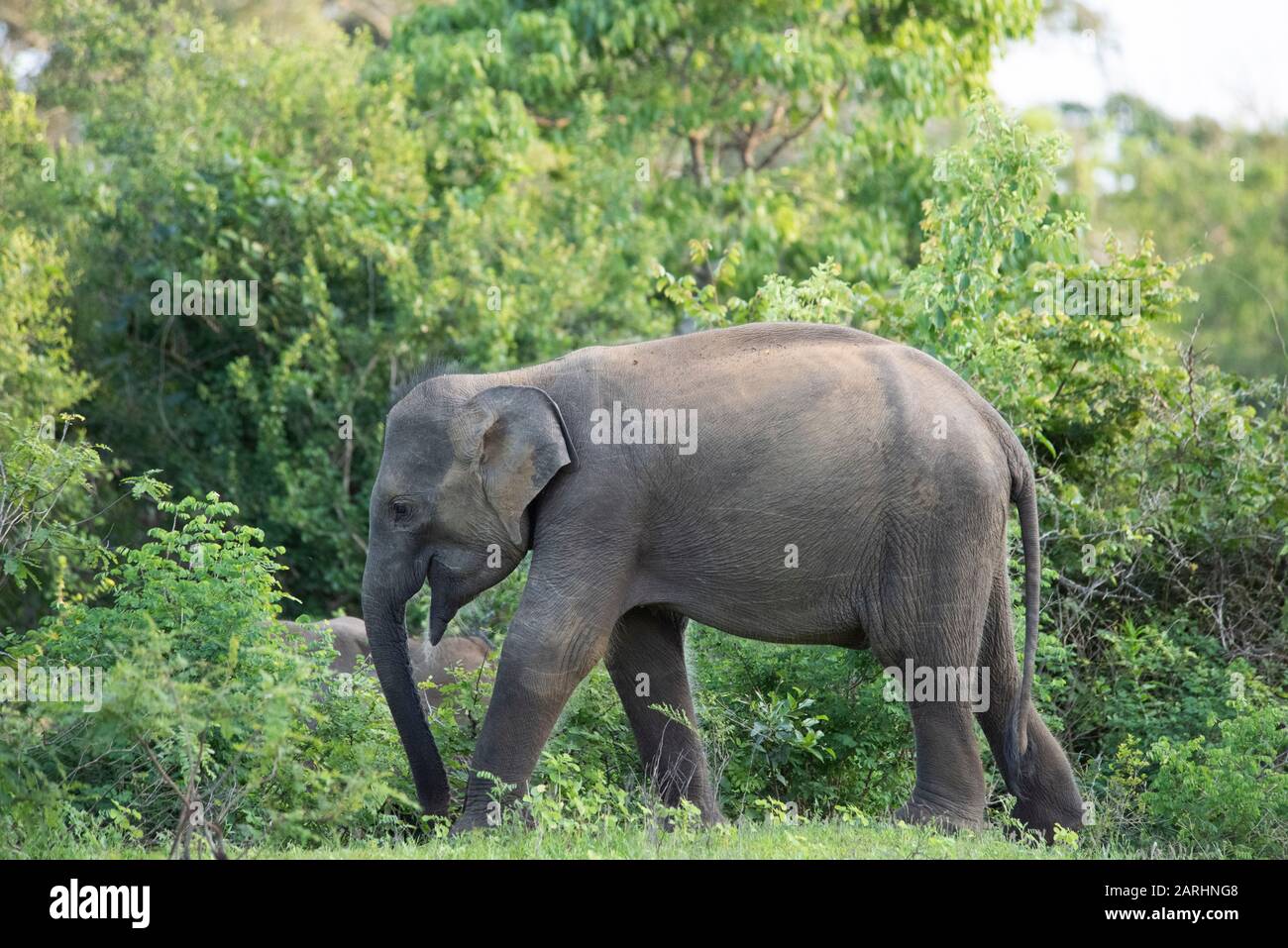 Sri Lankan Elephant, Elephas maximus maximus, Yala National Park, Sri ...
