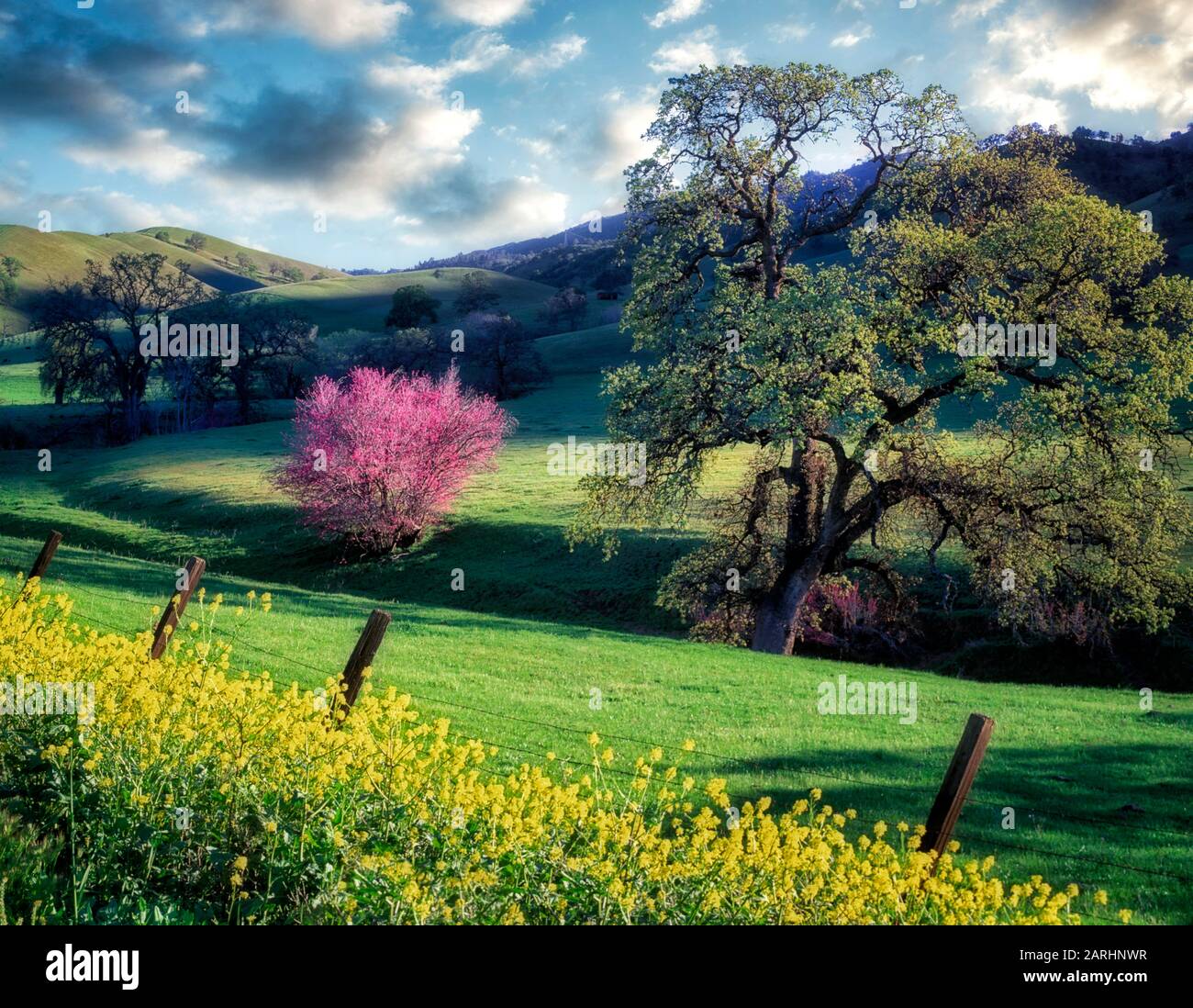 Pasture with purple Rosebud and oak tree. Near Williams, California ...