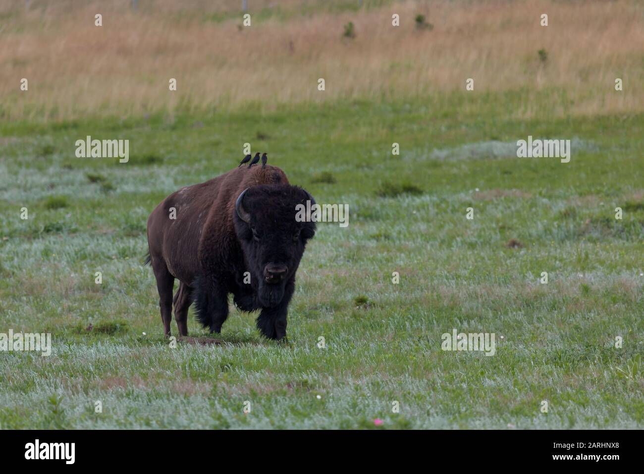 Walking field bull danger hi-res stock photography and images - Alamy