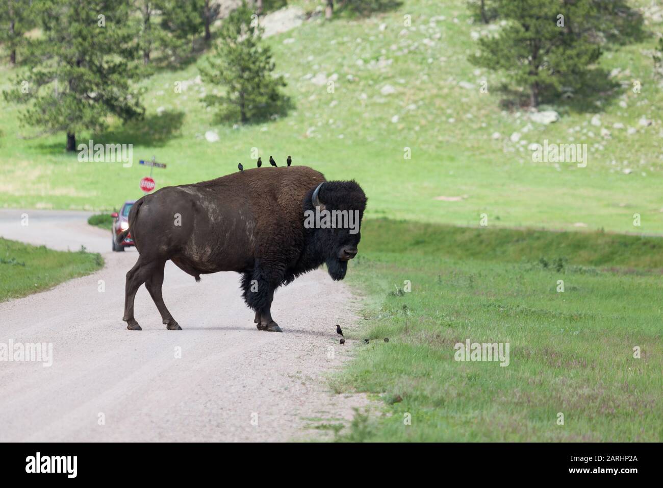 Four small black birds sitting on the back of a large male bison who is ...