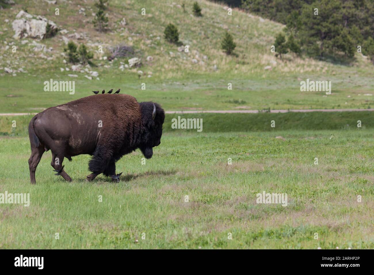 Four small black birds catching a ride on the back of a large bison ...