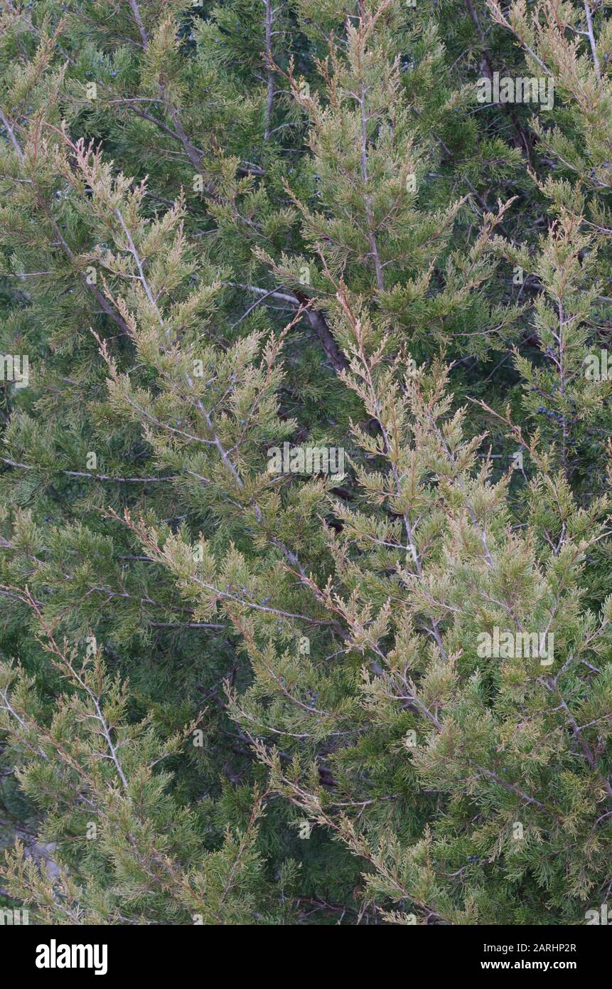 Eastern red cedar, Juniperus virginiana Stock Photo - Alamy