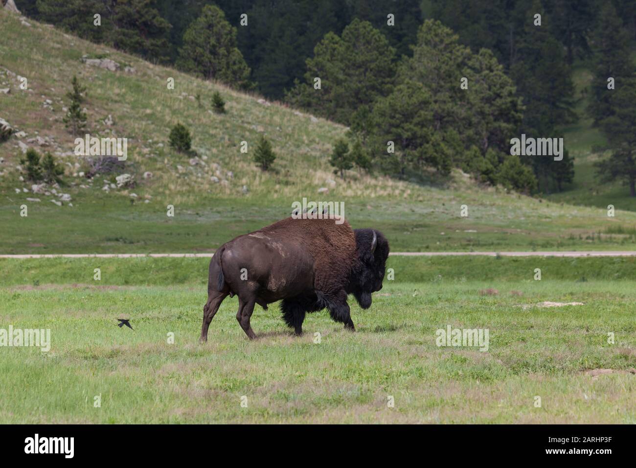 Four small black birds sitting on the back of a large bison bull with ...