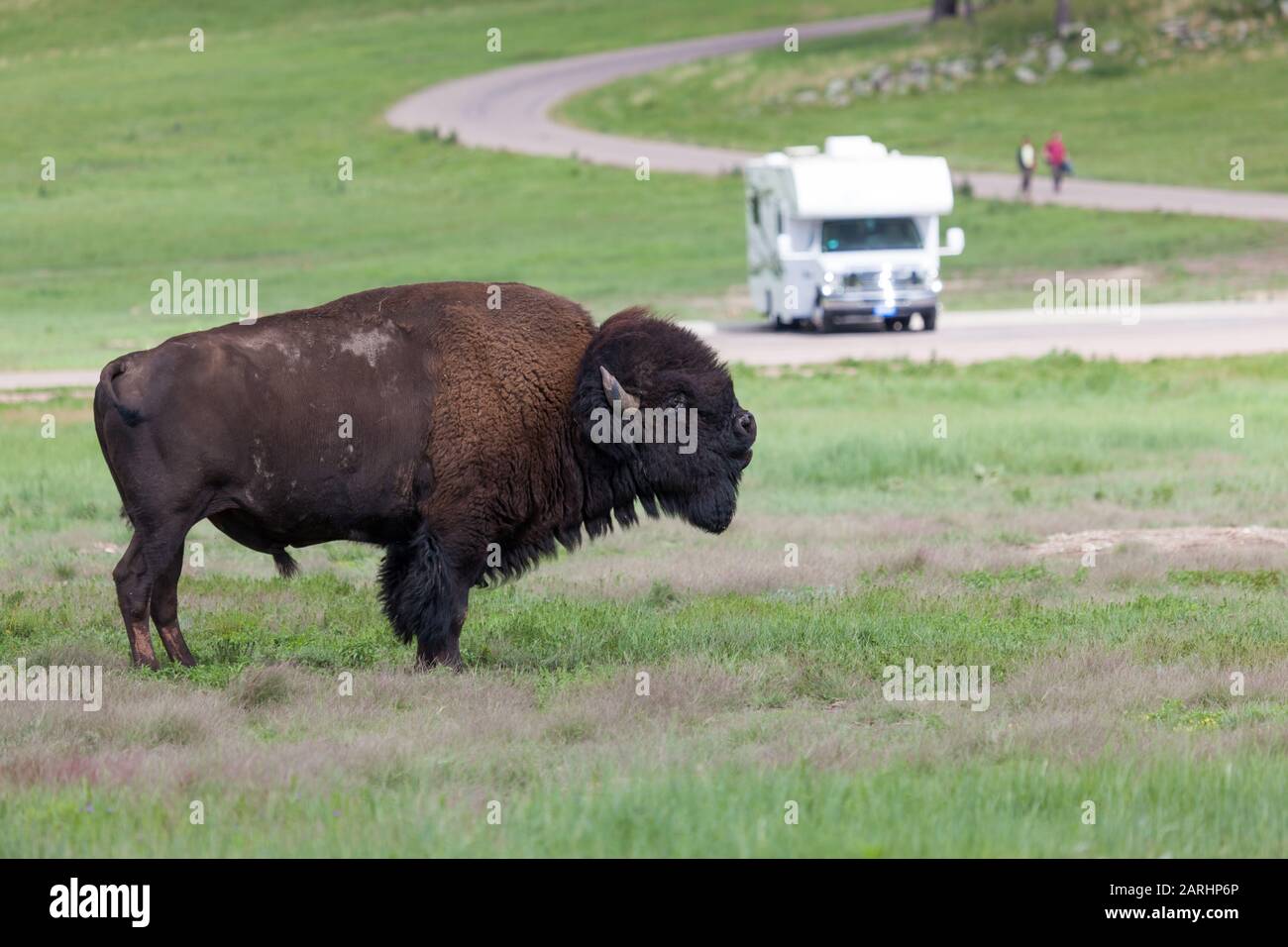 A large bison bull lifts it head to smell the prairie air in Custer ...