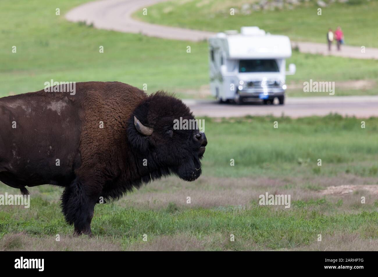 A large bison bull lifts its head and calls out to other bison on the ...