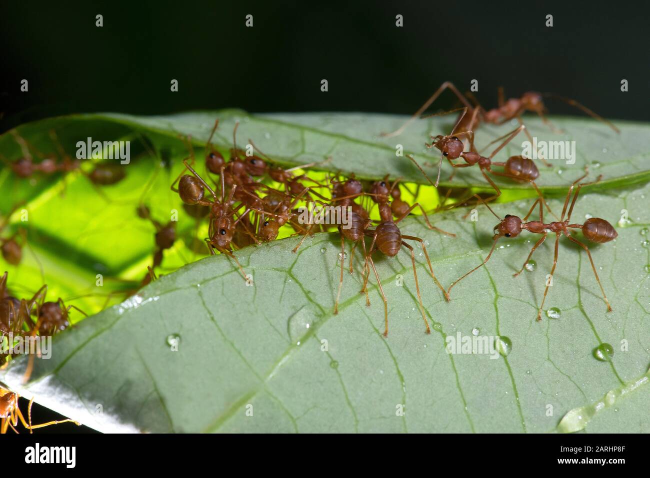 Weaver ant nest making hi-res stock photography and images - Alamy
