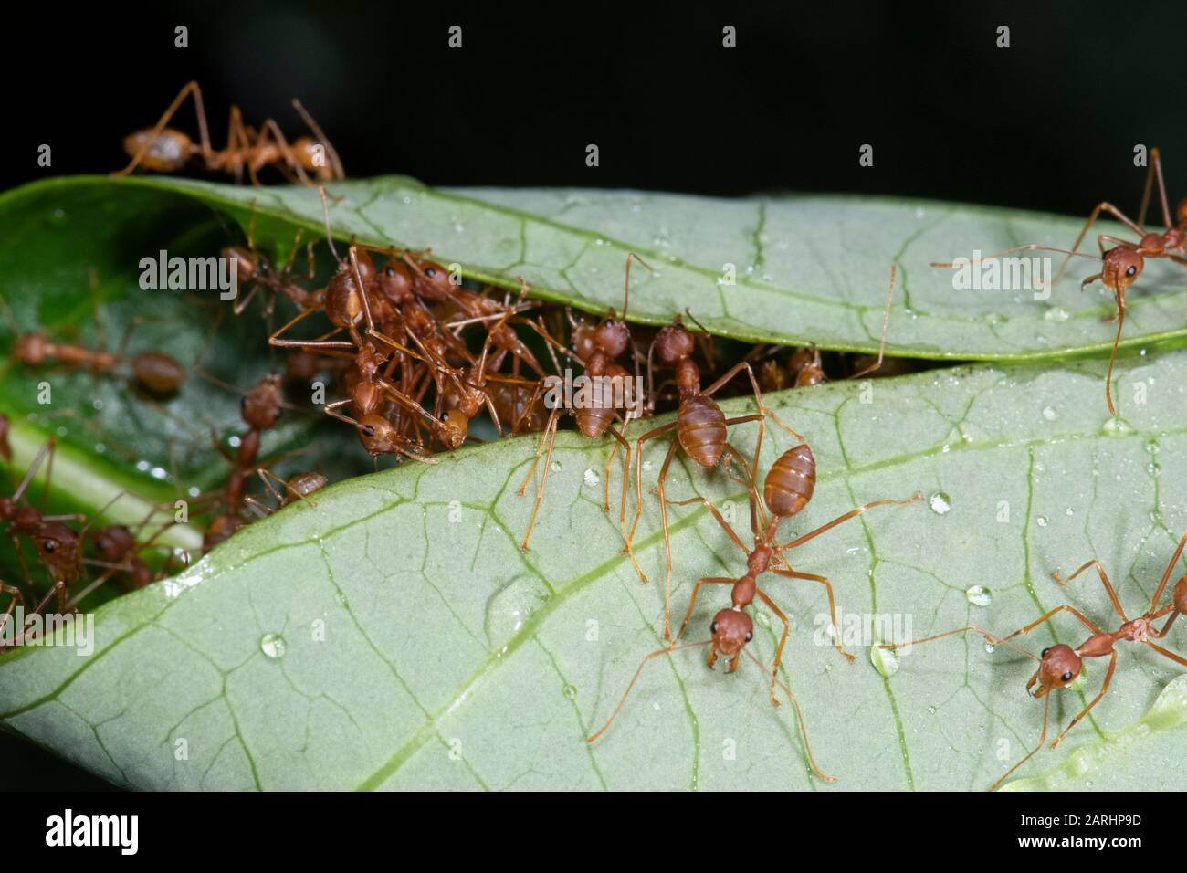 Green weaver ant oecophylla smaragdina hi-res stock photography and ...