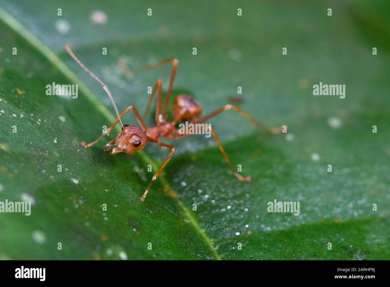 Orange gaster hi-res stock photography and images - Alamy