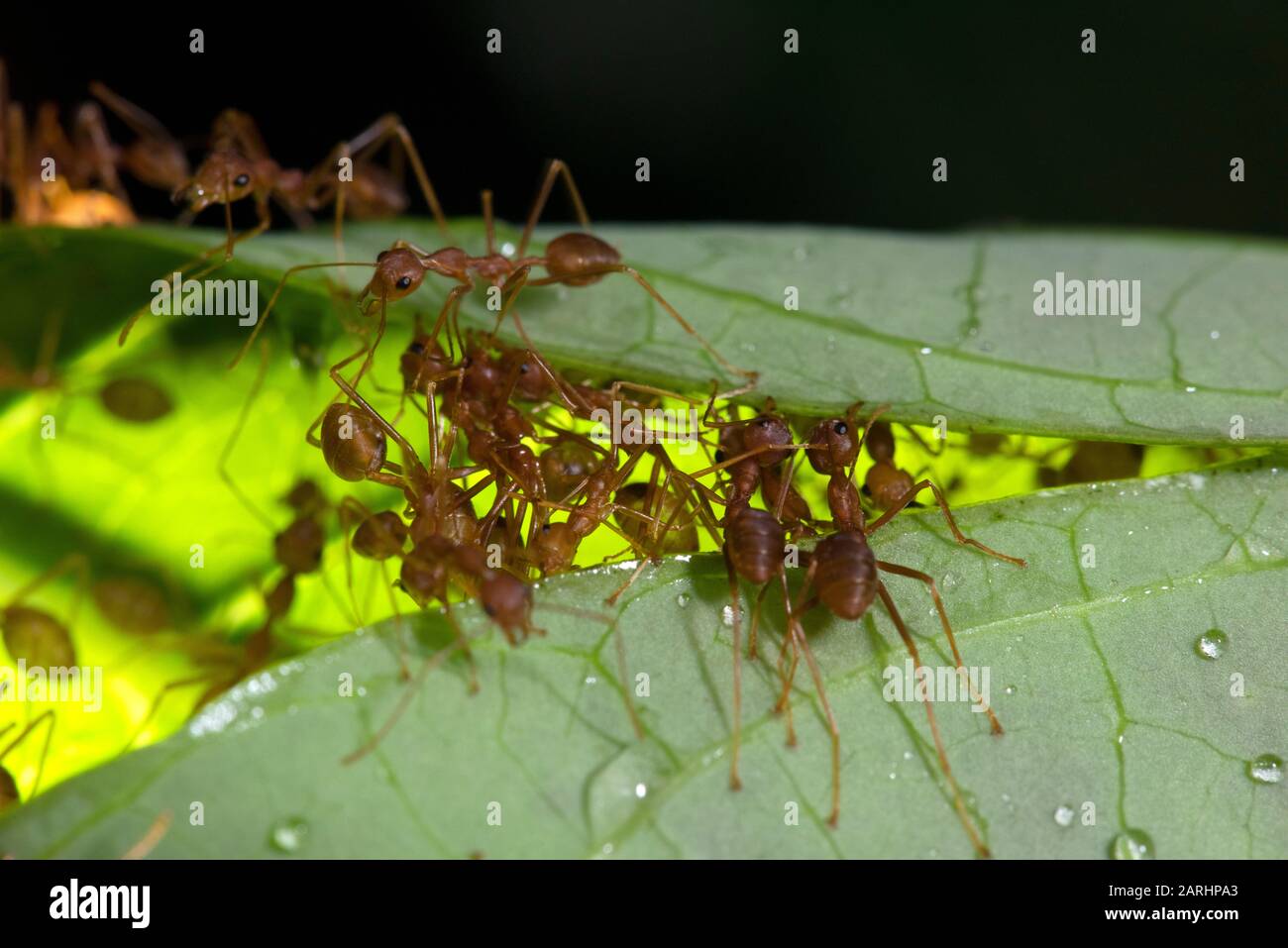 Weaver ant nest making hi-res stock photography and images - Alamy