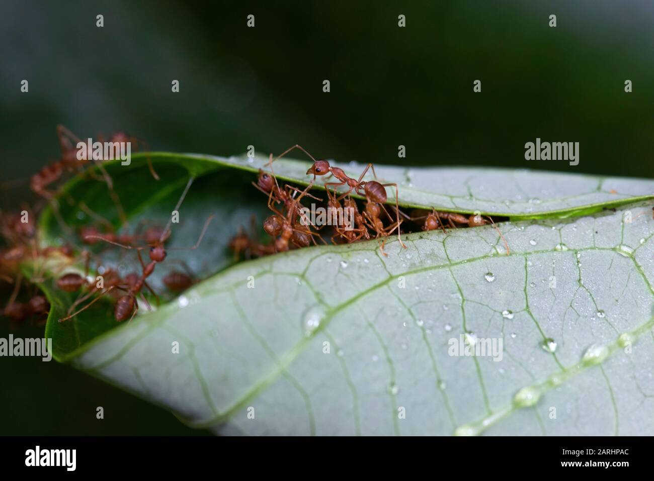 Weaver Ant, Oecophylla smaragdina, Sinharaja World Heritage Site, Sri ...