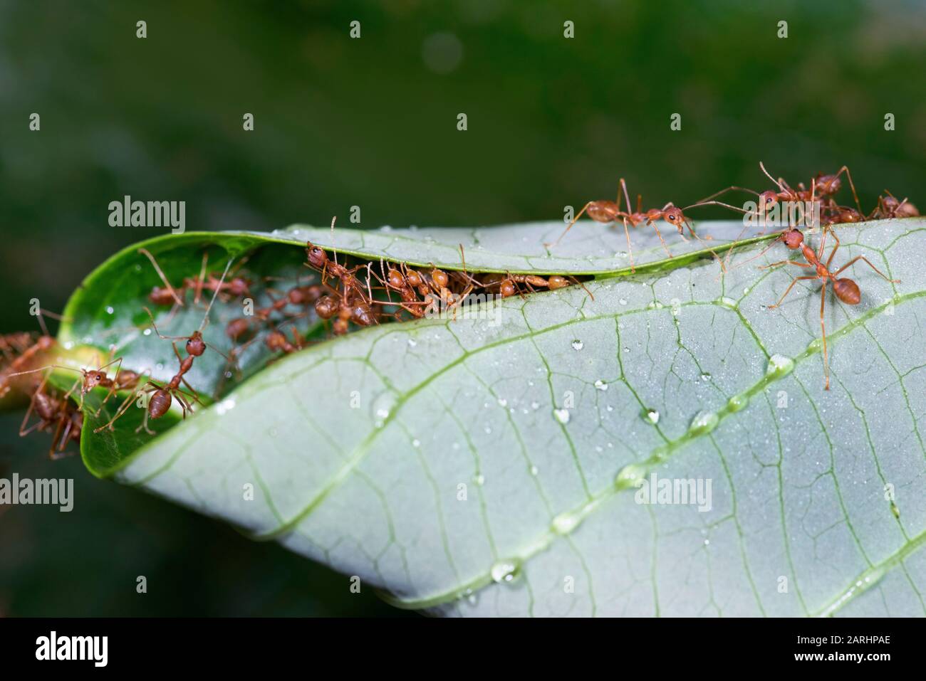 Weaver ant nest making hi-res stock photography and images - Alamy