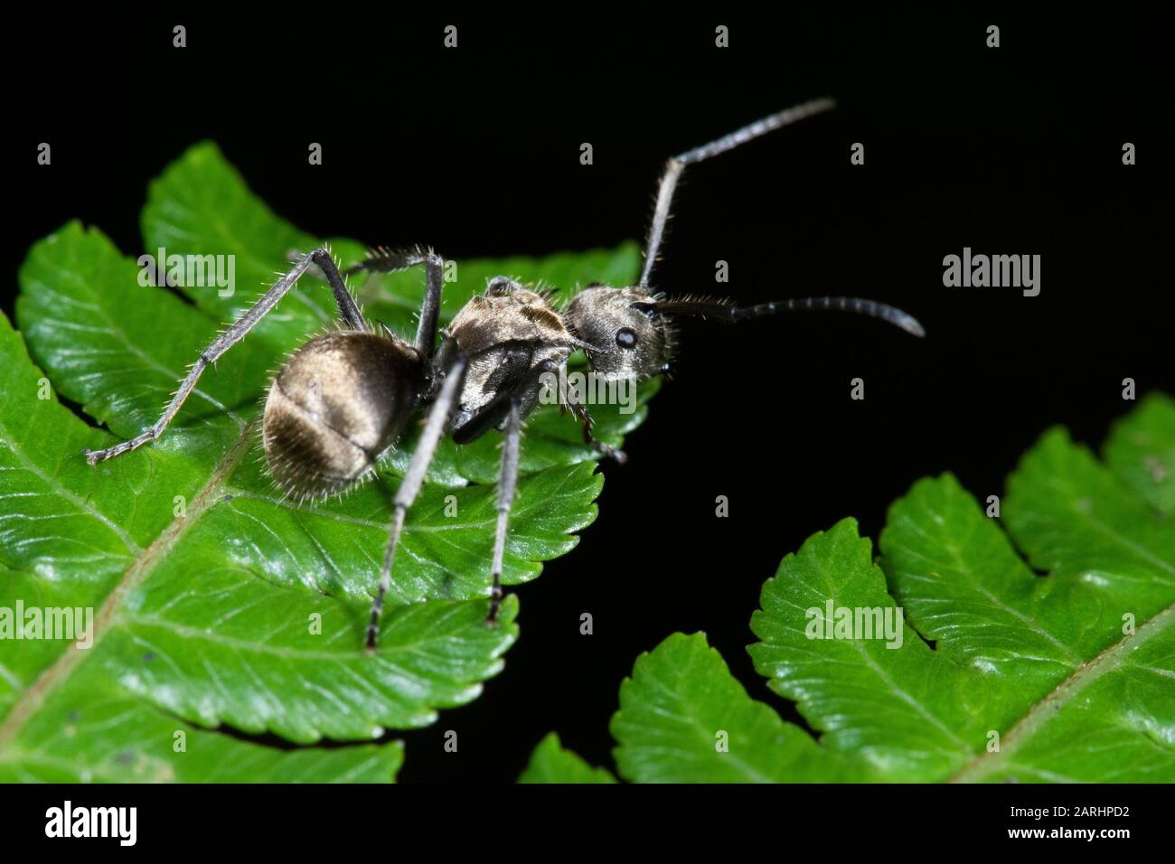 Golden Ant, Polyrhachis Illuadata, Sinharaja World Heritage Site, Sri ...