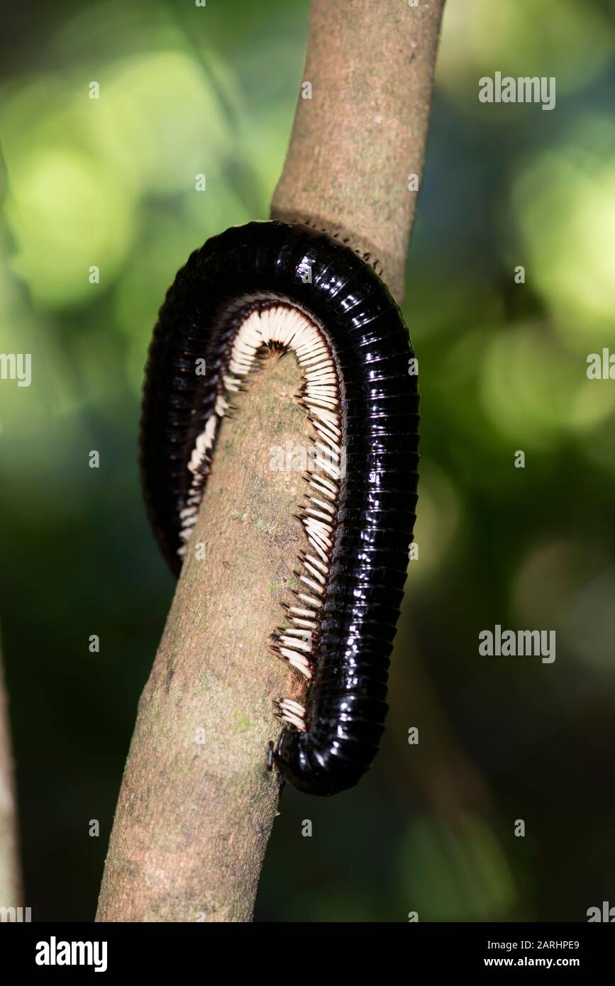 Giant Millipede, Spirostreptus Centrurus, Ktenostreptus, Sinharaja ...