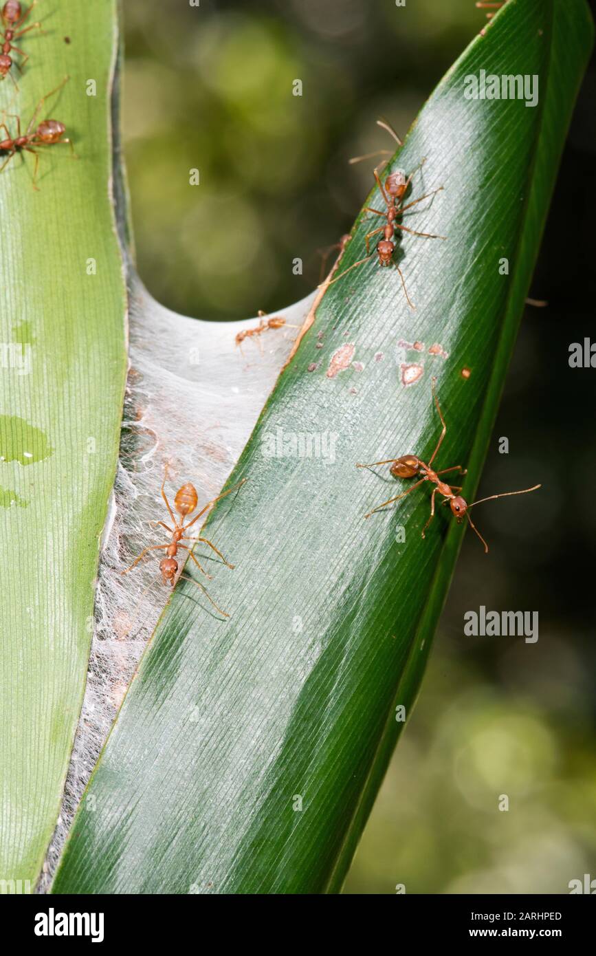 Orange gaster hi-res stock photography and images - Alamy