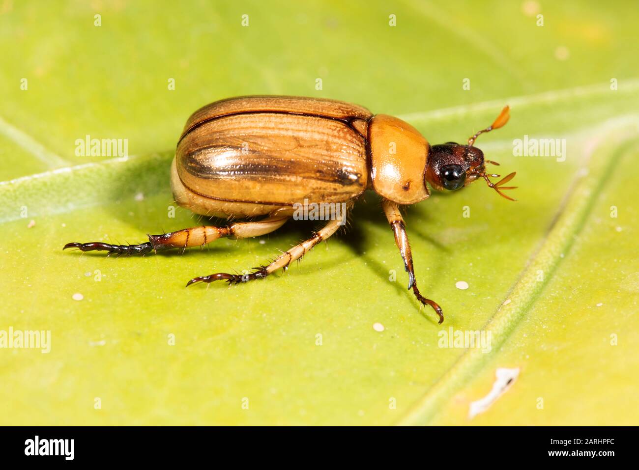 Scarab Beetle, Scarbaeidae sp, Sinharaja World Heritage Site, Sri Lanka ...