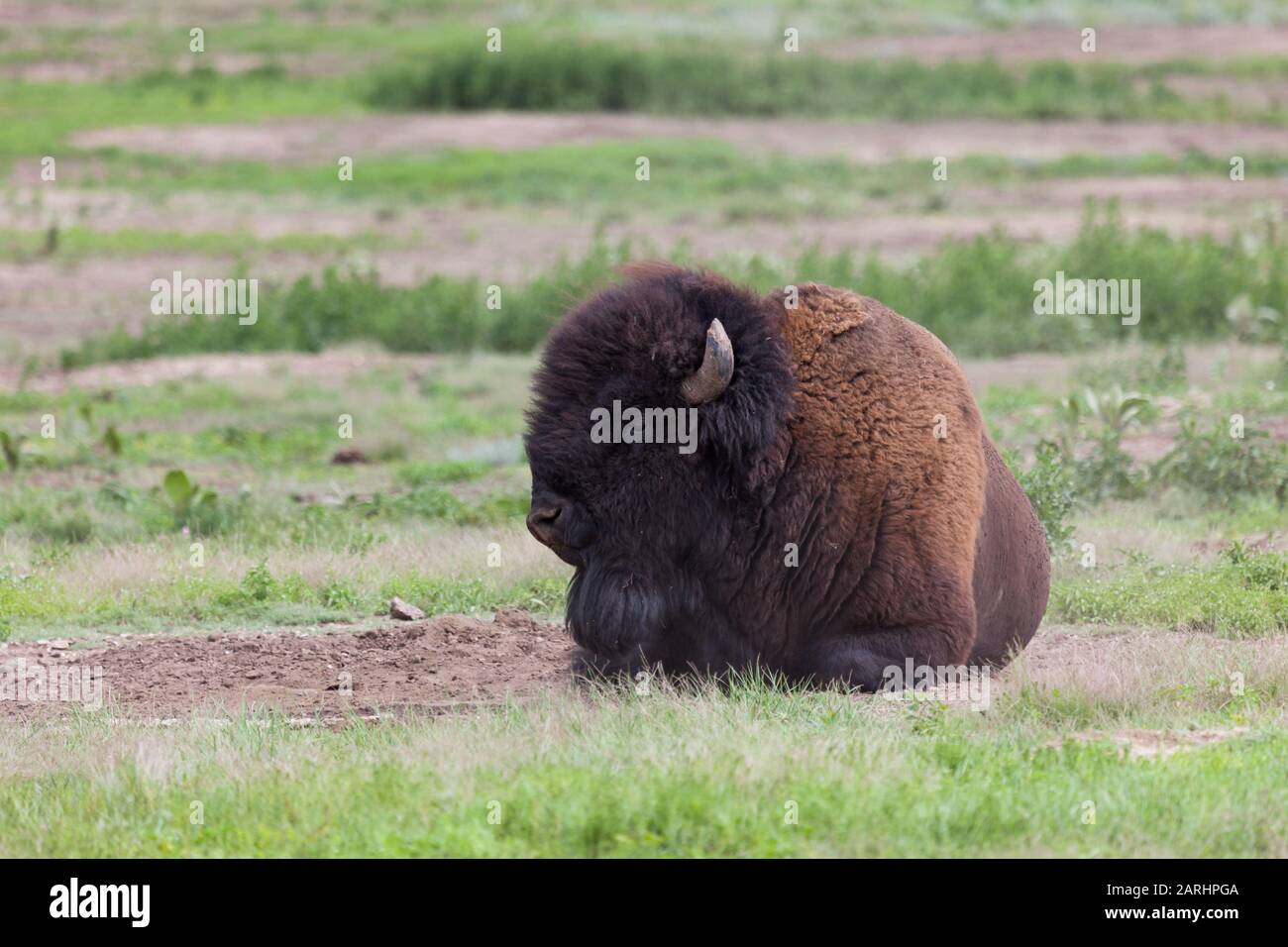 A bison bull lays in a dirt patch among grass and weeds of the South ...