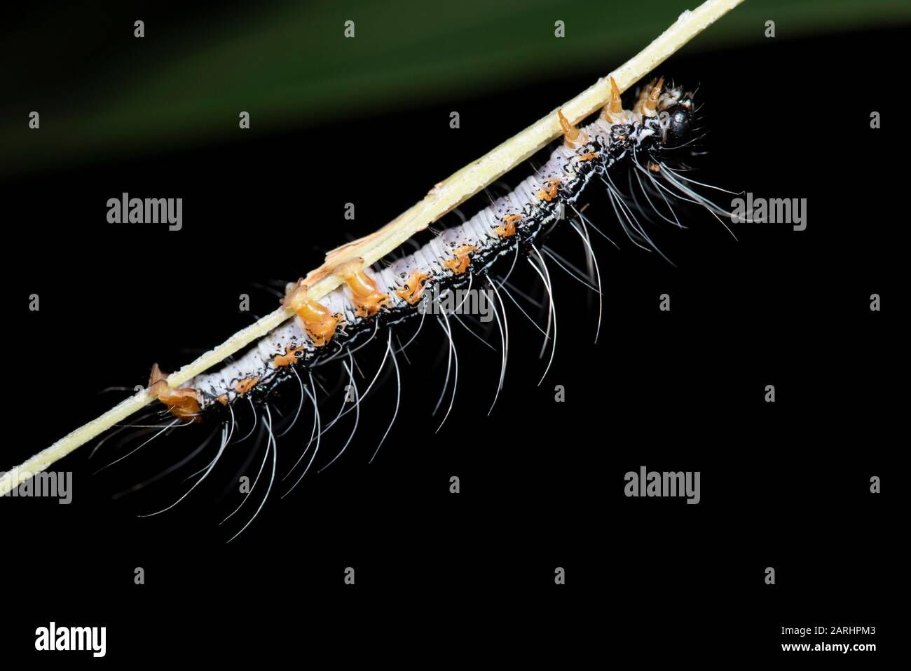 Insect nature hi-res stock photography and images - Alamy