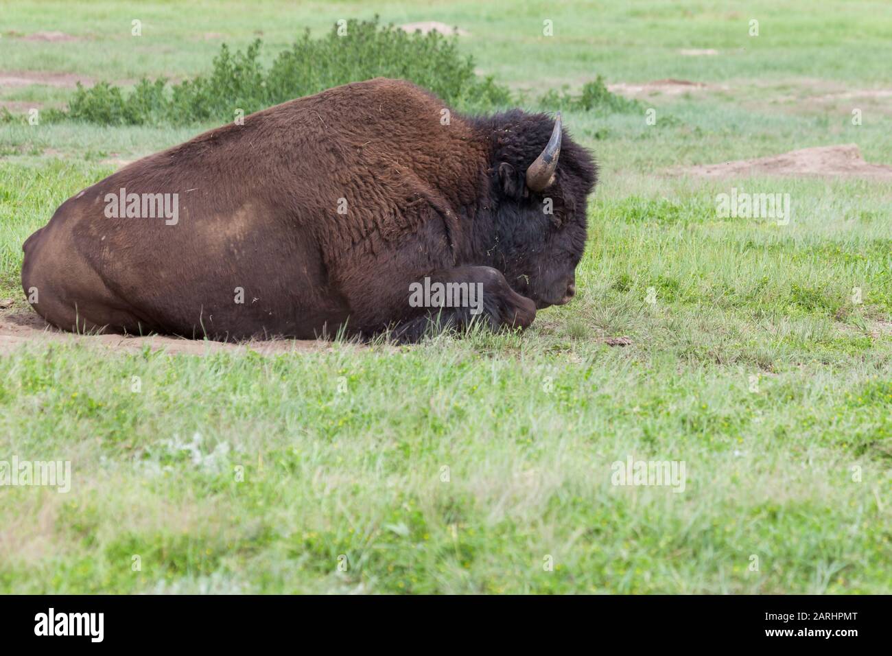 A bison bull lays in a dirt patch among grass and weeds of the South ...