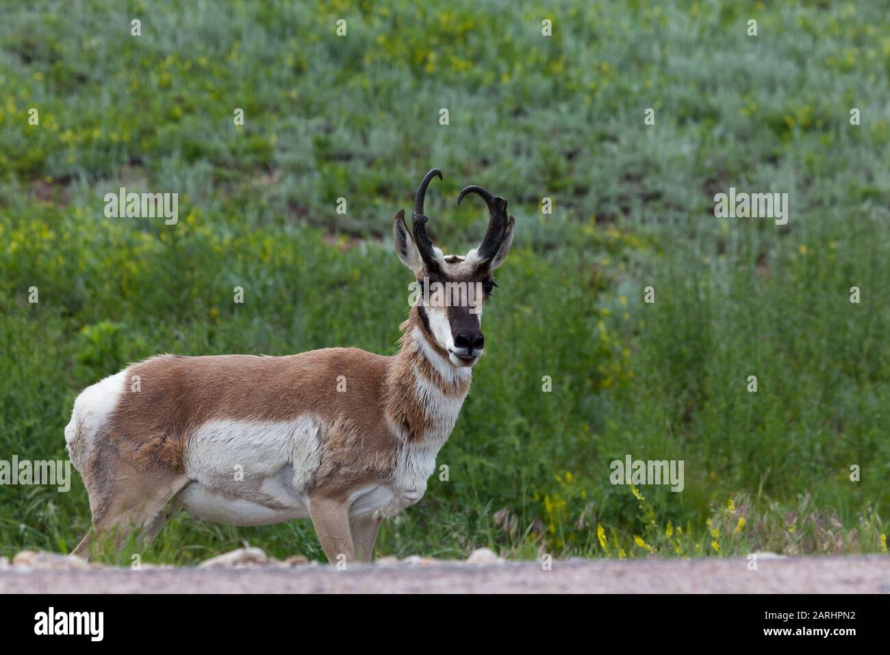A male pronghorn antelope stands down an embankment of a road in Custer ...