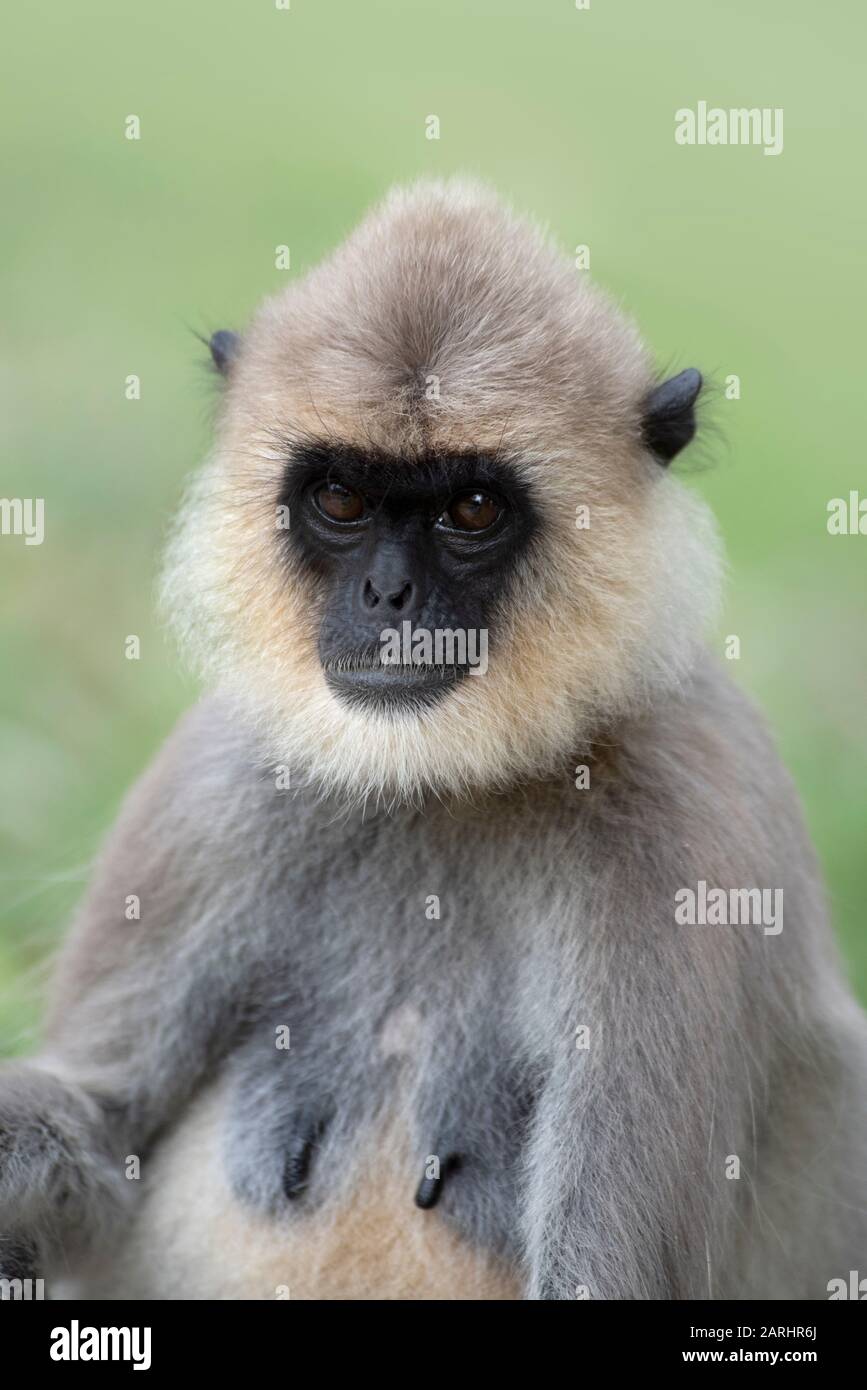Tufted Gray Langur, Semnopithecus priam, close up of face, portrait ...