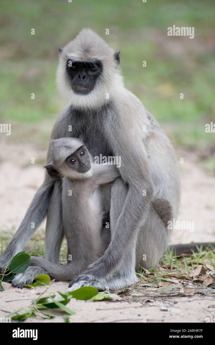 Tufted Gray Langur, Semnopithecus priam, mother with young in arms ...