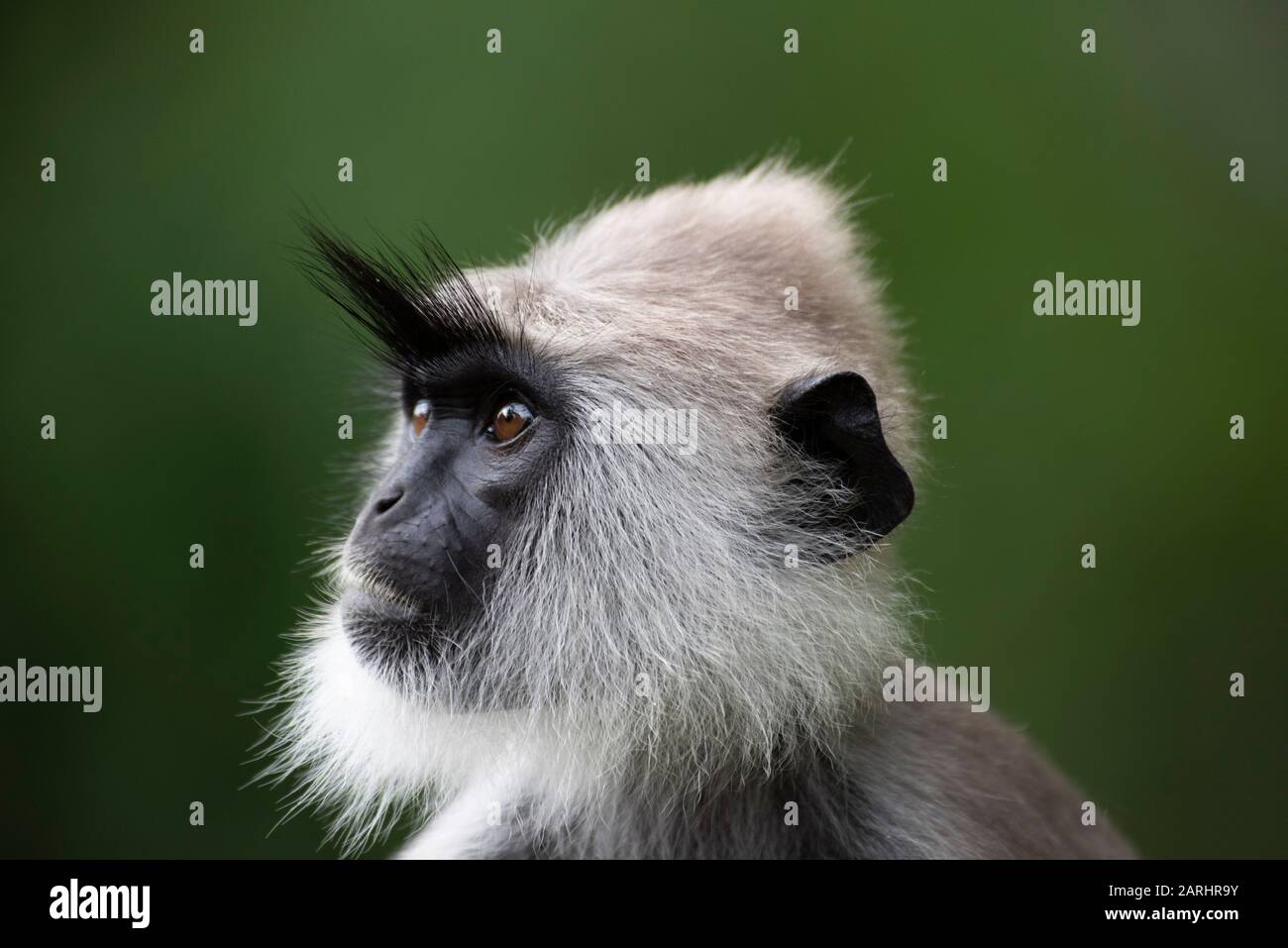 Tufted Gray Langur, Semnopithecus priam, close up of face, portrait ...